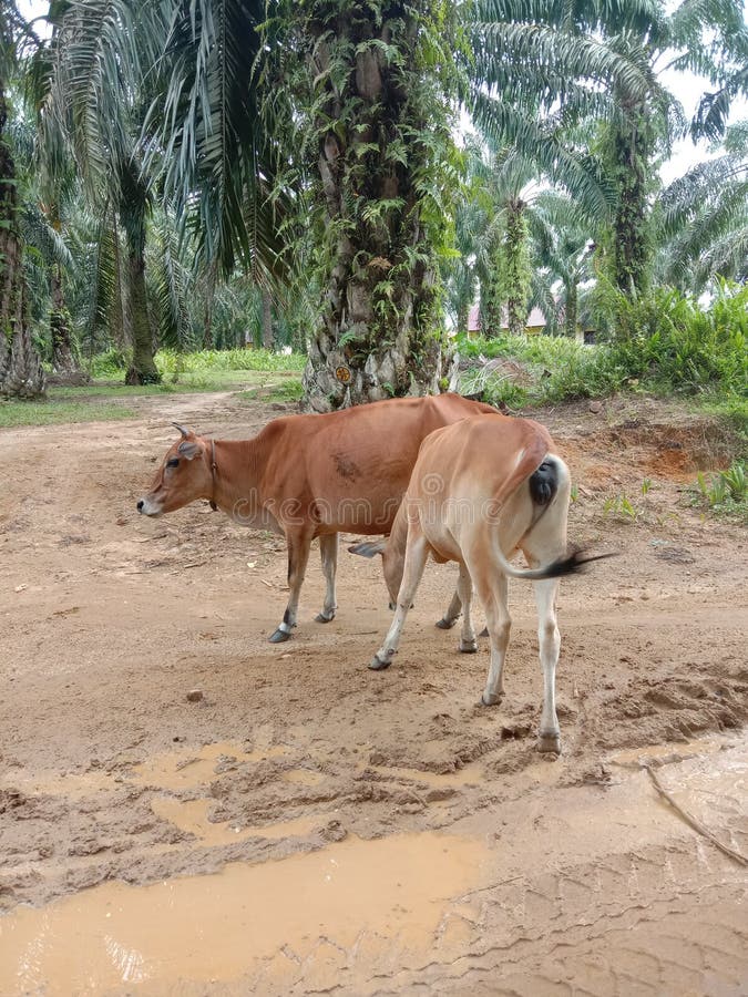 Two cow stock photo. Image of animal, mammal, road, buffalo - 197357924