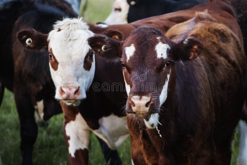 Two Cows Picture. Image: 109914460
