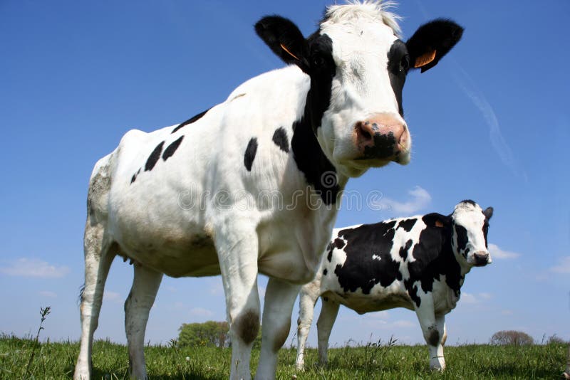 Incineration of BSE Infected Cows Editorial Photography - Image of ...