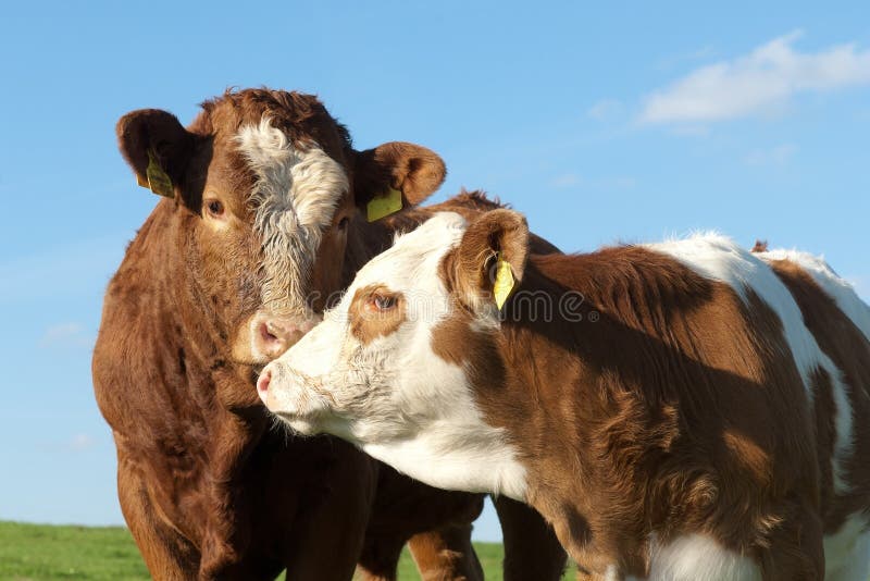 Two cows stock image. Image of toed, summer, young, agriculture - 16371627