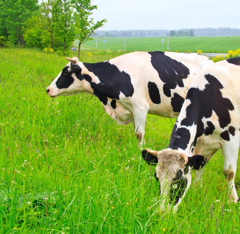 Two cows stock photo. Image of grass, field, cows, milk - 25262610