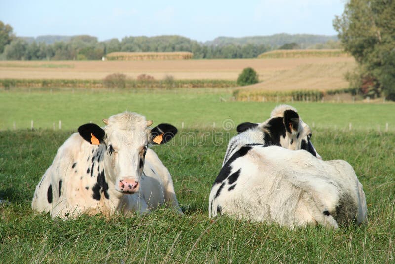 2 cows stock photo. Image of mammal, beast, clouds, pasture - 144576
