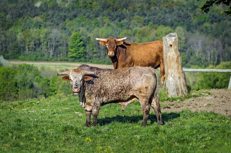 Two Cows stock image. Image of meadow, husbandry, grazing - 26897429