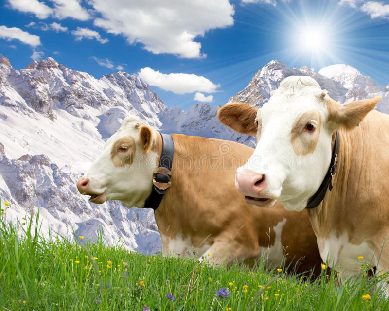 Two cows stock photo. Image of herbage, livestock, beast - 38396962