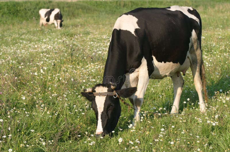 Two Cows Picture. Image: 4467758