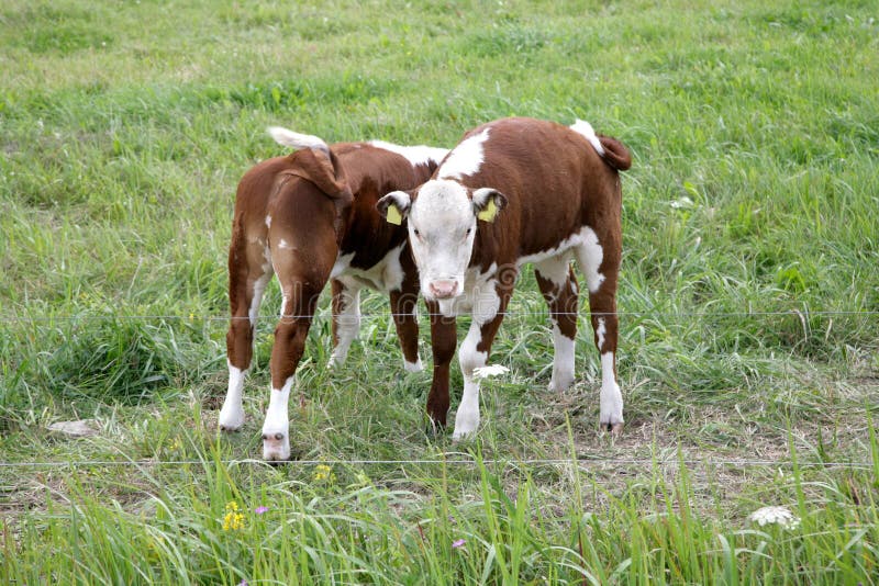 Cow and calf kiss stock photo. Image of mama, farm, grass - 176892