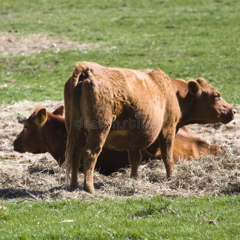 Animals - Cows Picture. Image: 1929692