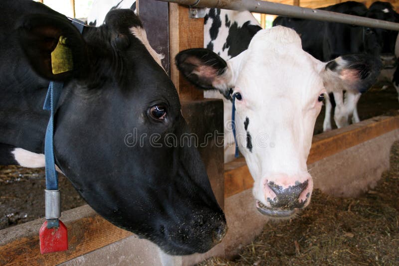 Two Cows Picture. Image: 968610