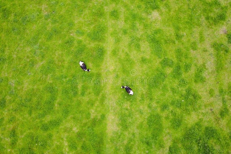 Two Cows from Above on Green Meadow Stock Photo - Image of view, aerial ...