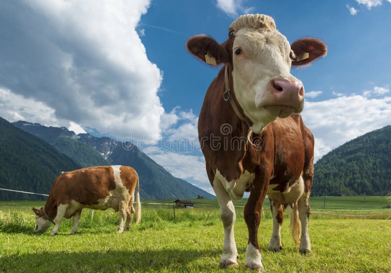 Two Cows on an Alpine Pasture Stock Photo - Image of europe, blue ...