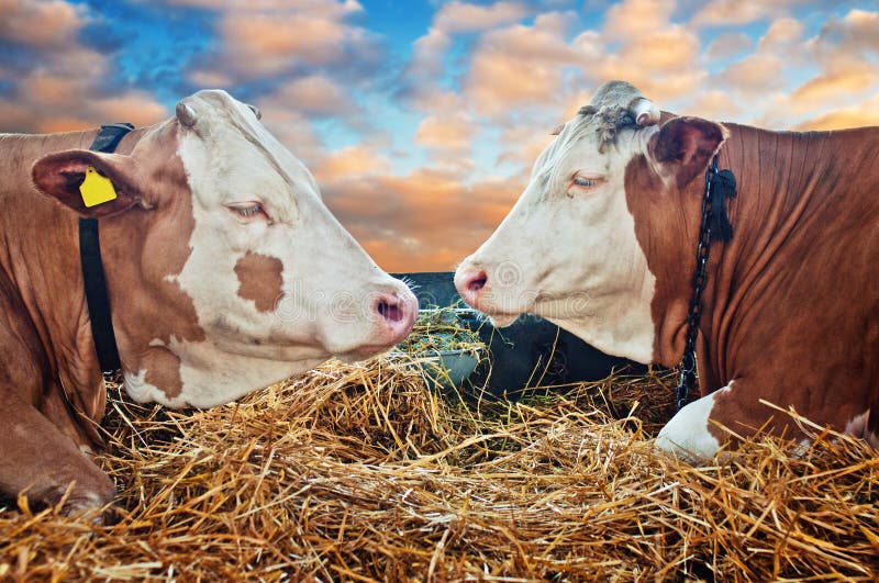 Two cows stock image. Image of country, resting, animals - 41169873