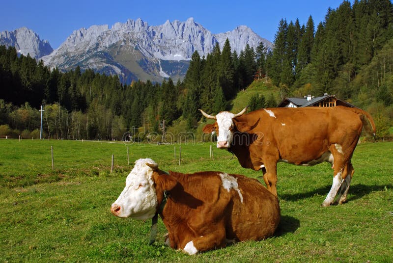 Two cows on Austrian alps stock photo. Image of mountain - 6791256