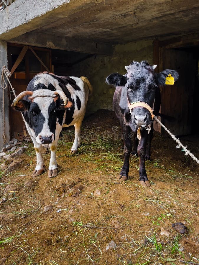 Two Cows in a Barn in a Village Stock Photo - Image of enjoyment ...