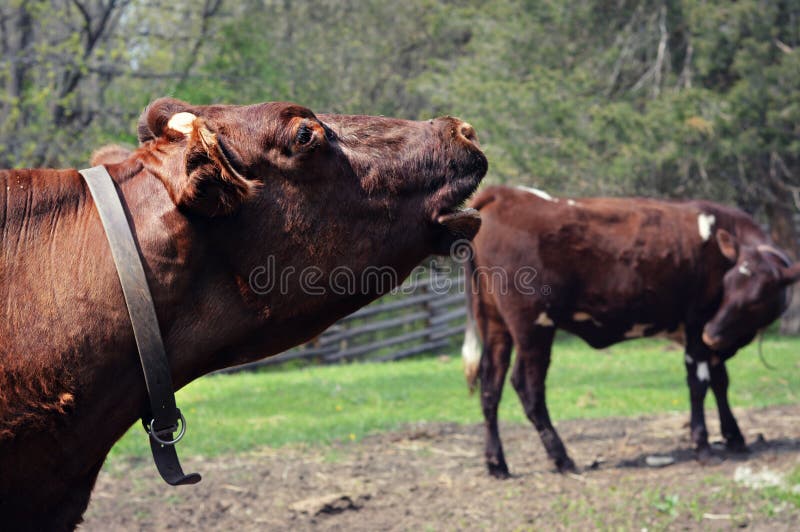 Two Cows stock image. Image of brown, pasture, mammal - 71478671