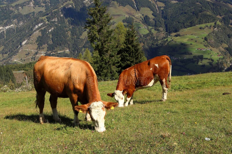 Two Cows. Cattle on a Meadow in the Middle of the Mountains Stock Image ...