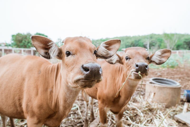 A Cowboy with Two Cows Eating Stock Illustration - Illustration of ...