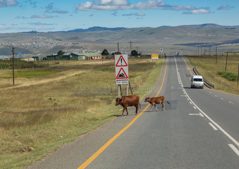 Two Cows Crossing Highway N2 at Eastern Cape in South Africa Editorial ...