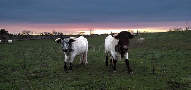 Two Cows, in the Darkness of the Sunset, Keep an Eye on the ...