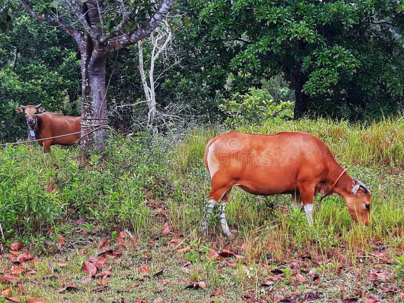 Two Cows Eating Location of Dabo Singkep Indonesia Stock Image - Image ...