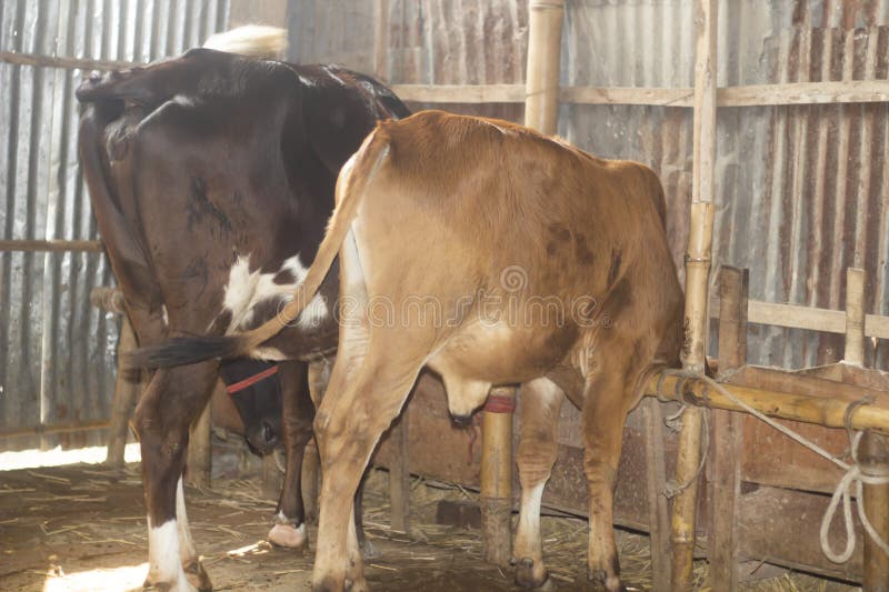 Two Cows are Eating Together Inside the House Stock Image - Image of ...