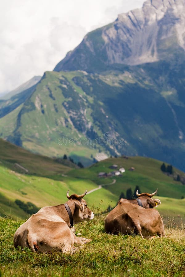 Two cows enjoying a view stock photo. Image of farm, grass - 10973850