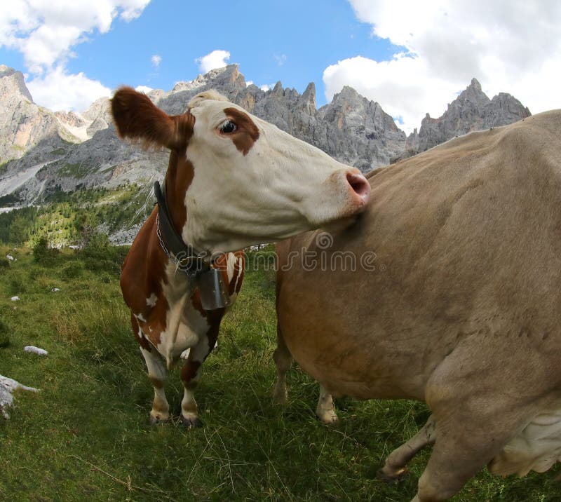 Two Cows in the European Alps in Summer Stock Image - Image of snout ...