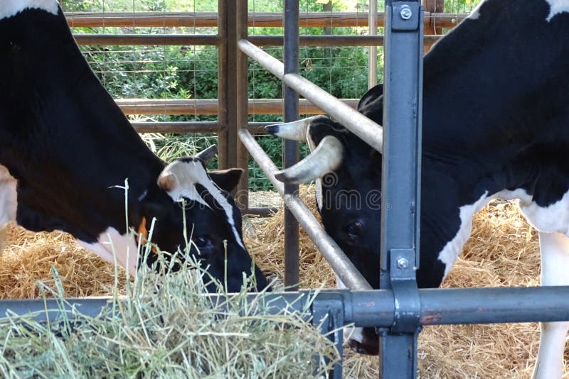 Two cows in the farm stock photo. Image of straw, farm - 94699186