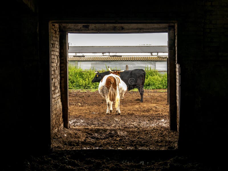 Two Cows on Farm Yard View from Inside the Stone Barn Stock Image ...