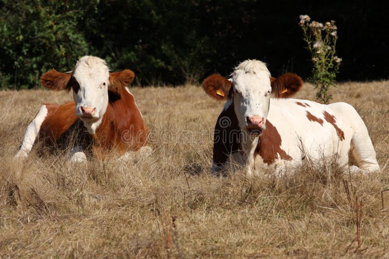 Two cows in a field stock photo. Image of country, together - 12210692