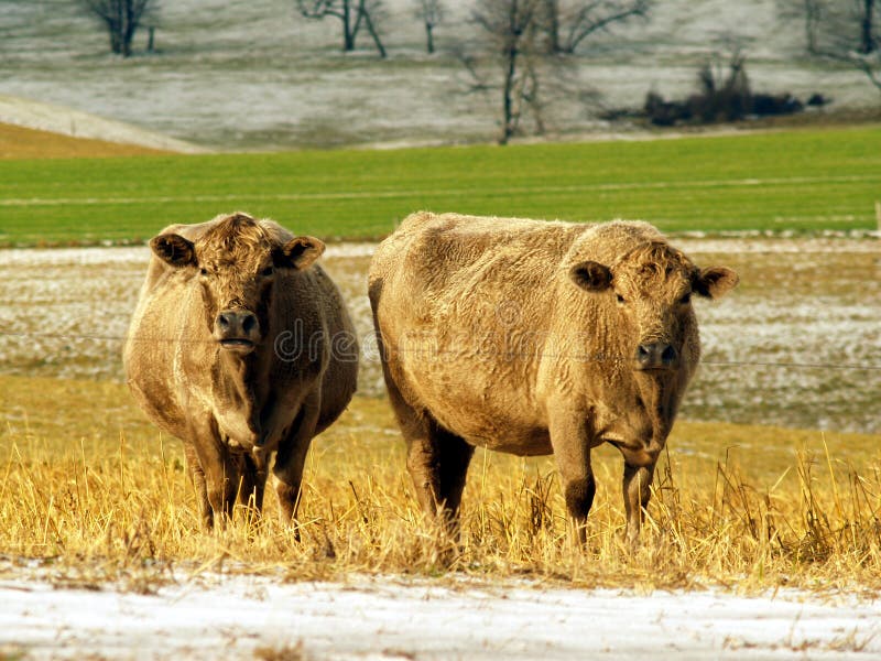 Two cows in a field stock photo. Image of farm, beef, field - 4214522