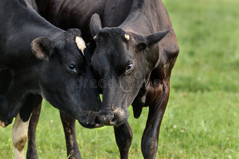 Two cows kiss stock photo. Image of bovine, hamburger - 7863860