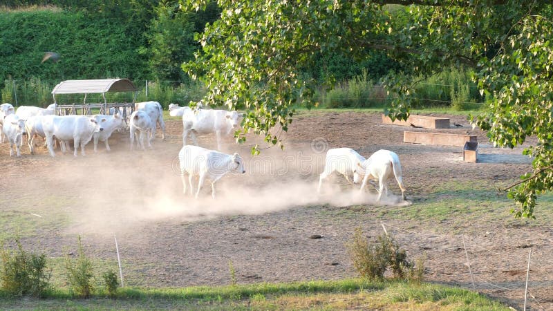 Two Cows Fight in the Farm Field Stock Video - Video of grassland ...