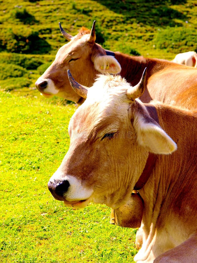 Two cows stock image. Image of together, daylight, bovine - 33963499