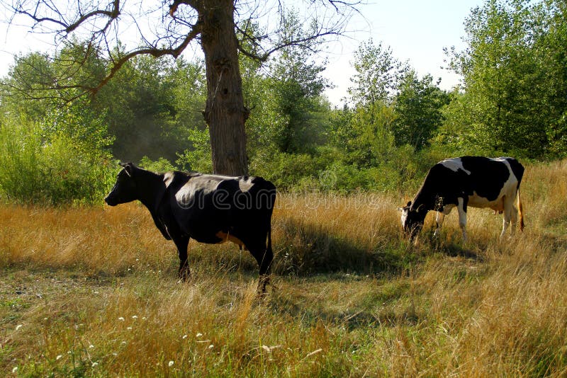 Two Cows Graze in a Forest in a Meadow Stock Image - Image of beautiful ...