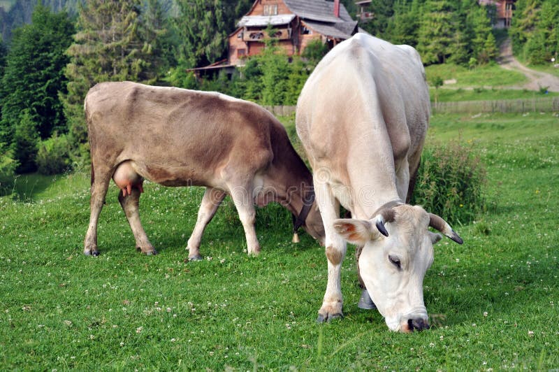 Two Cows Graze, Village House Stock Photo - Image of milk, graze: 120302292