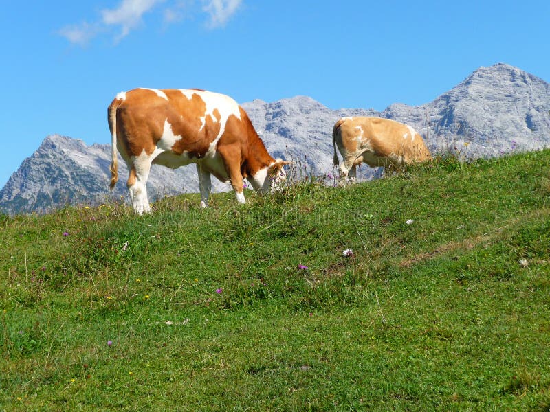 Cows at a great height stock image. Image of loferersteinberge - 249146917