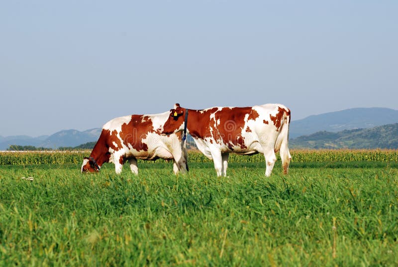 Two Cows grazing in field stock photo. Image of country - 7664832
