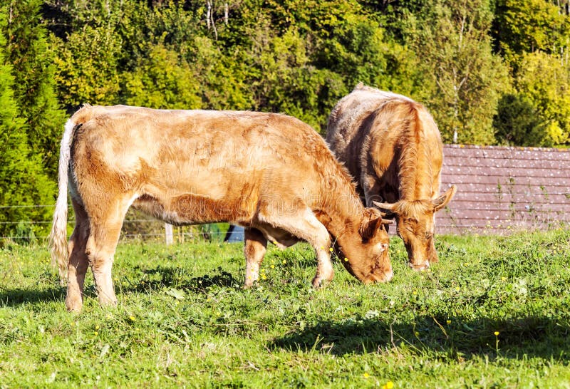 Two cows grazing stock image. Image of outdoors, meadow - 50722831