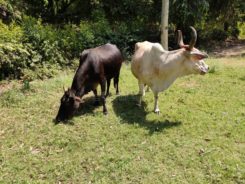 Two cows grazing grass stock photo. Image of grass, grazing - 178560310