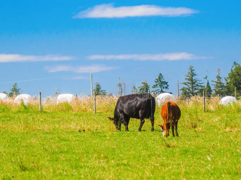 Two Cows Grazing on the Grass Field Stock Image - Image of grazing ...