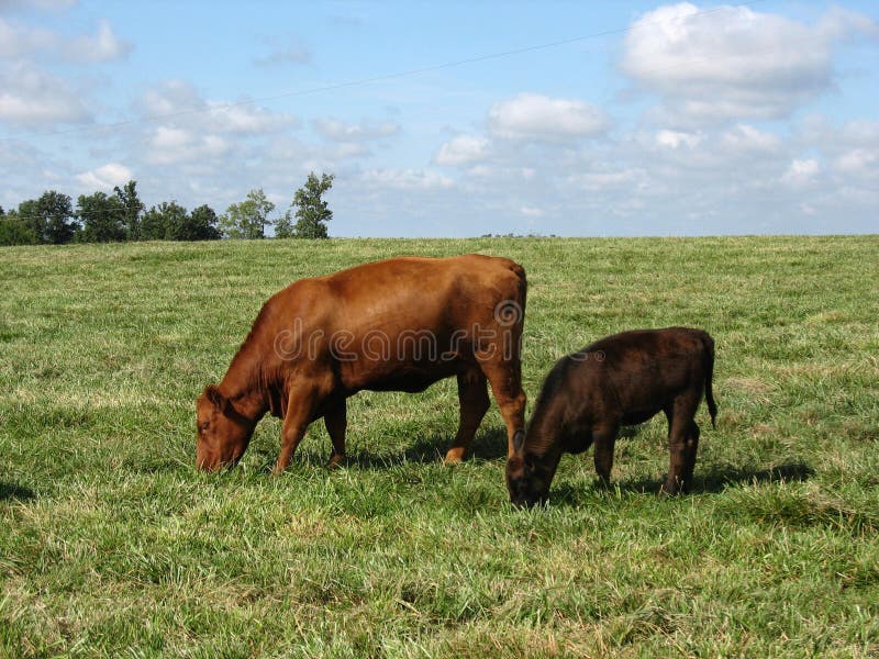 Two Cows are Grazing on Grass in the Open Field Outside Stock Image ...