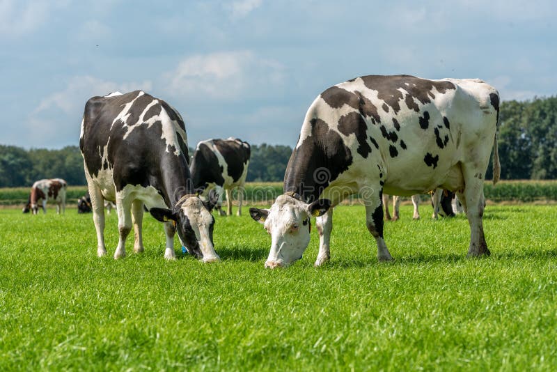 Two Cows Grazing on the Green Grass of the Fields Stock Photo - Image ...