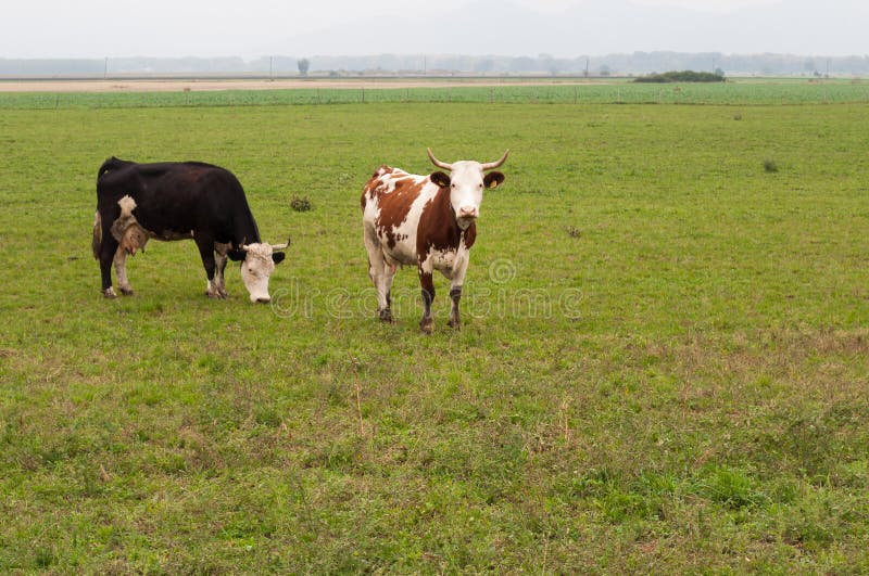 Two Cows Grazing on a Green Meadow Stock Photo - Image of lawn, fauna ...