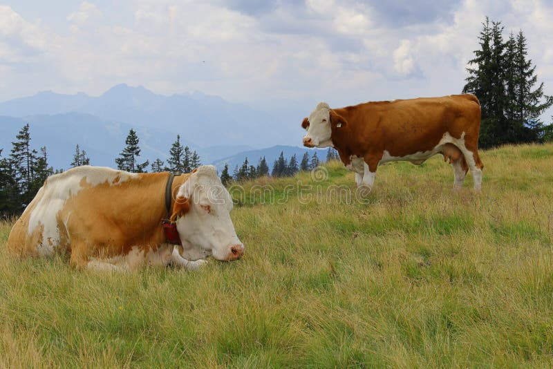 Two Cows are Grazing in a Meadow. Cattle on Pasture Stock Photo - Image ...