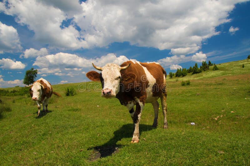Two Cows Grazing in the Meadow Stock Photo - Image of livestock, white ...