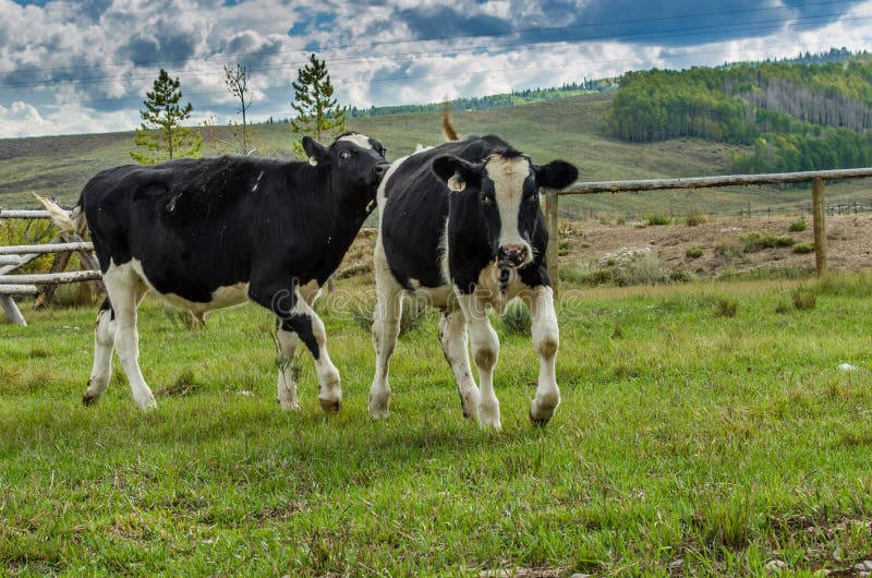 Two Cows Grazing in Pasture Stock Photo - Image of pastures ...