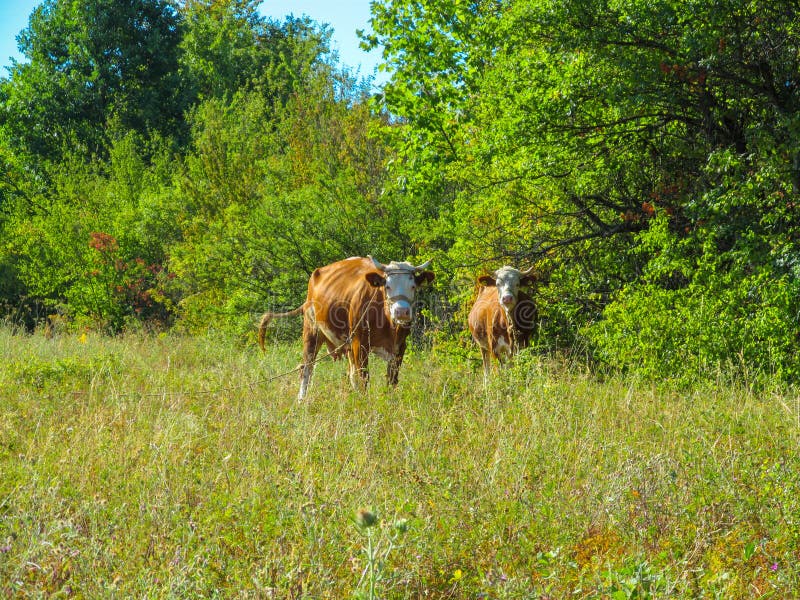 Two cows grazing stock photo. Image of savanna, forest - 378611696