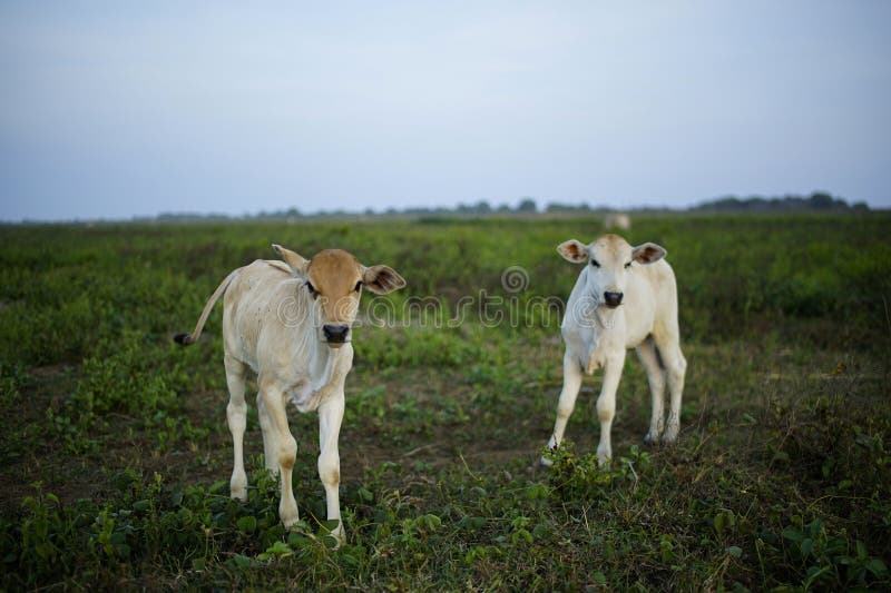 Two cows in a green field stock photo. Image of summer - 330887232