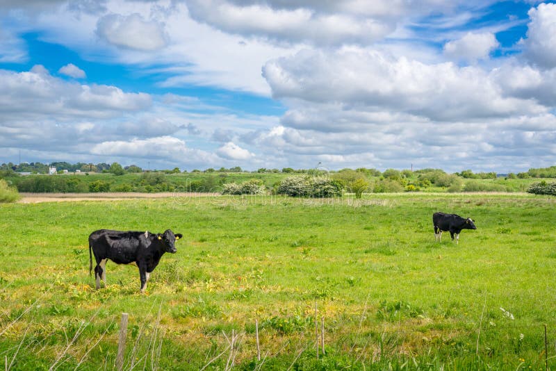 Two cows on a green field stock image. Image of green - 55970259