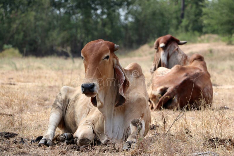 Two Cows Laying Down in the Grassland Stock Photo - Image of natural ...